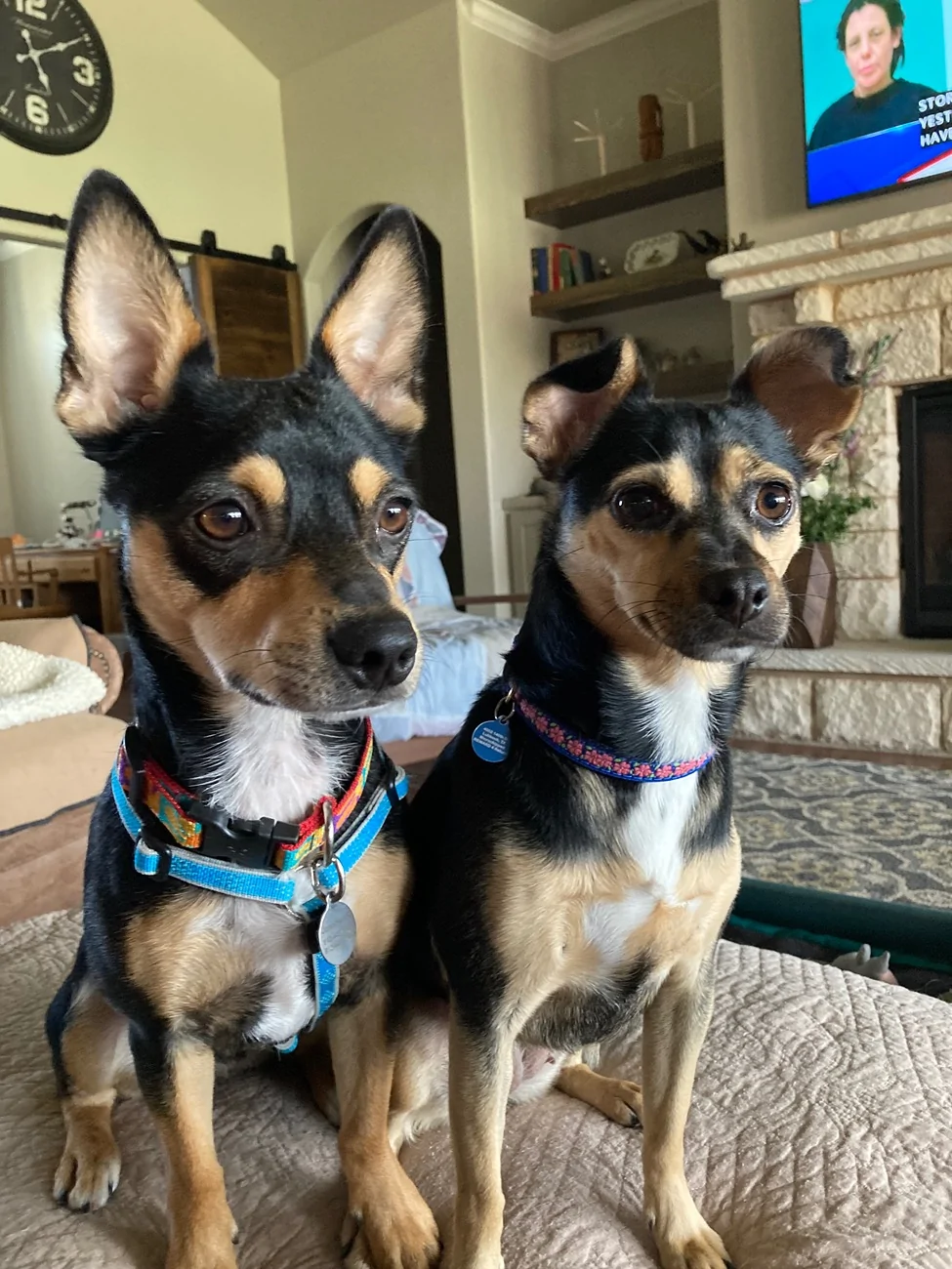 Problem pets | Jeep Wrangler Forums (JL / JLU) -- Rubicon, 4xe, 392, Sahara, Sport ...