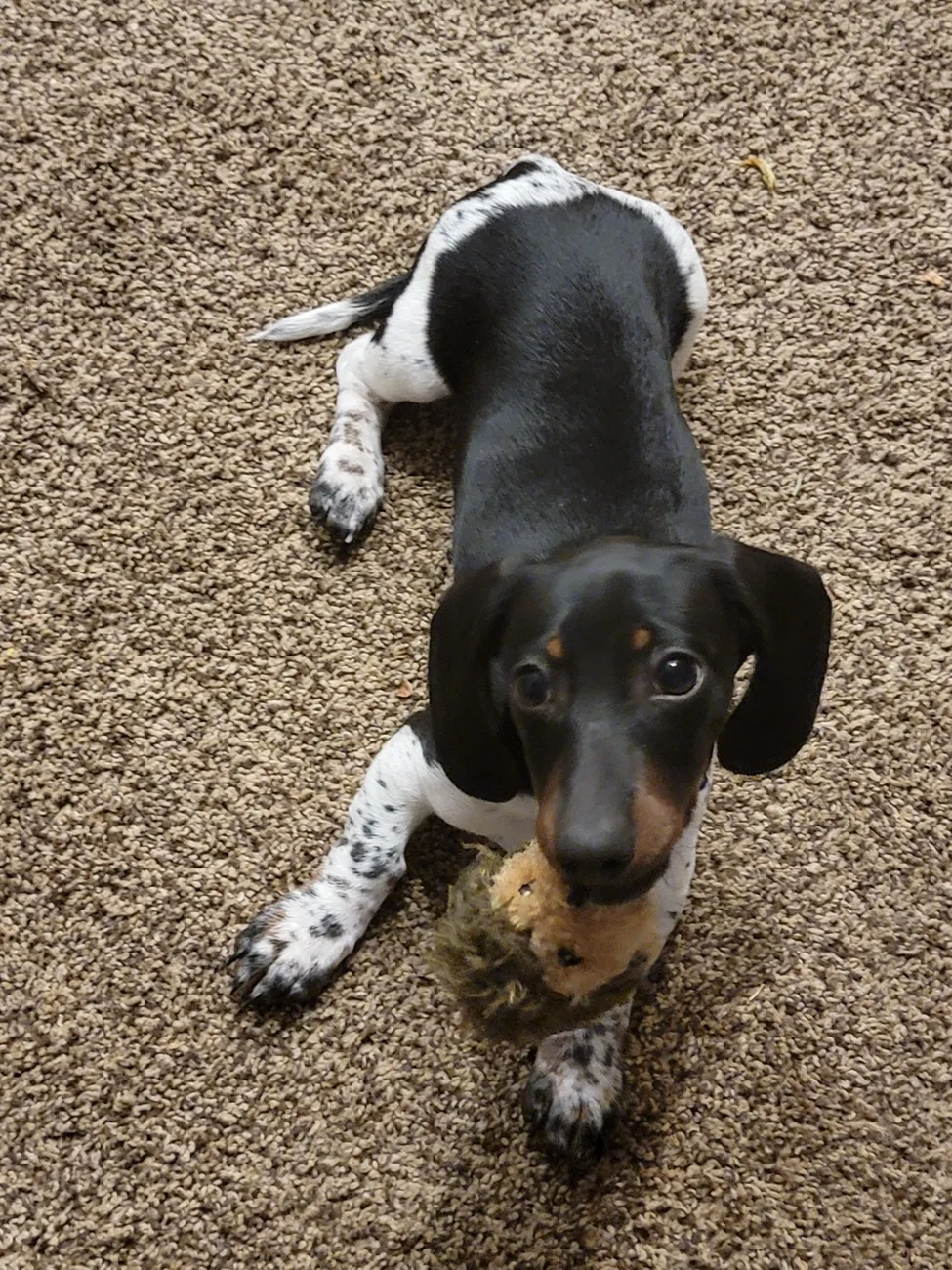 Which animal is your dream pet? | Jeep Wrangler Forums (JL / JLU ...