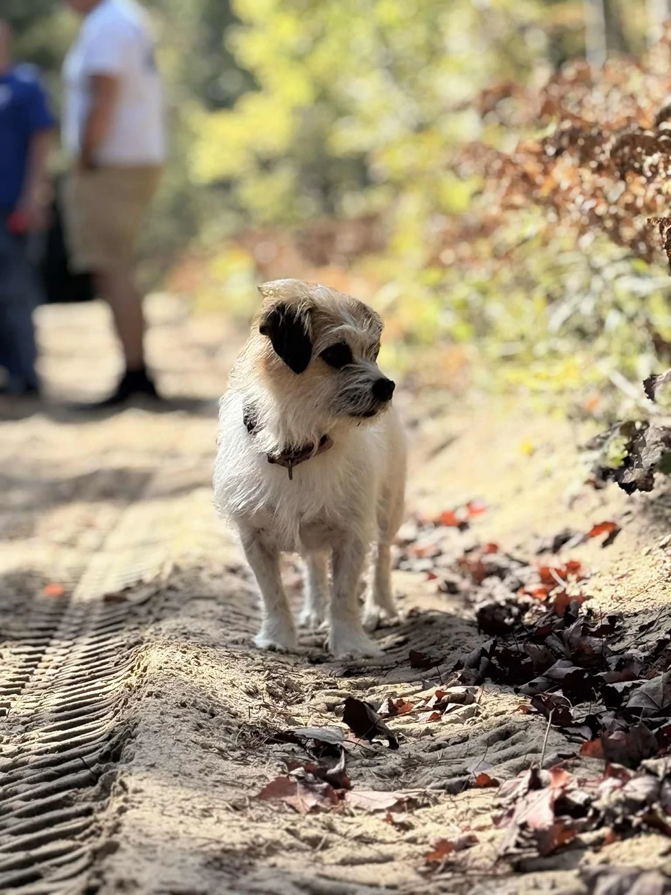 Which animal is your dream pet? | Jeep Wrangler Forums (JL / JLU ...