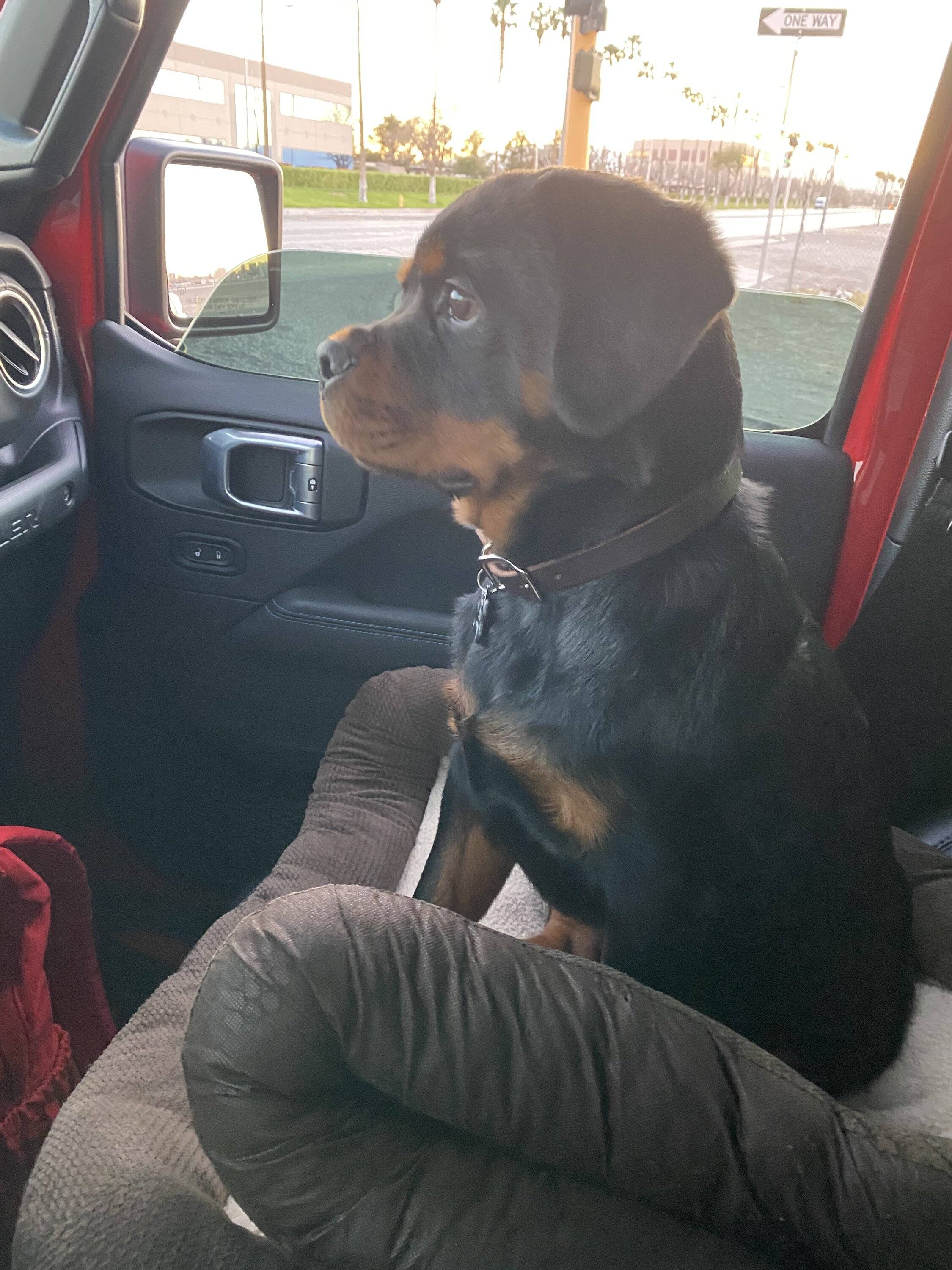 Jeep Dog pics | Page 73 | Jeep Wrangler Forums (JL / JLU) -- Rubicon ...