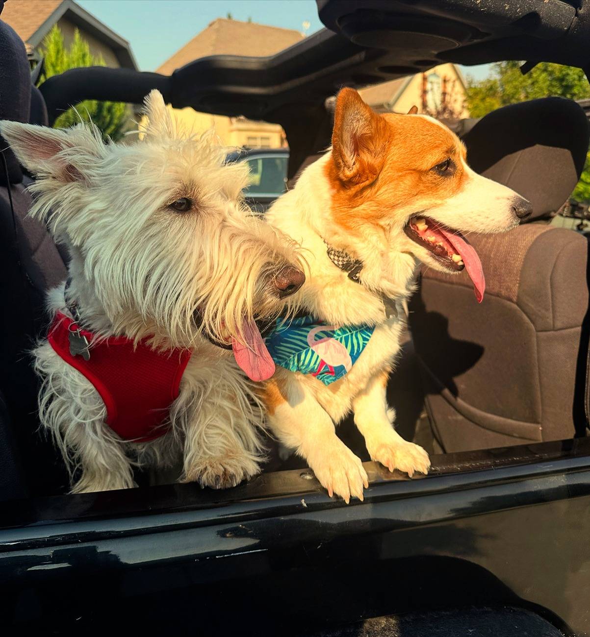 JEEP DOGS / JEEP PETS. | Page 9 | Jeep Wrangler Forums (JL / JLU ...